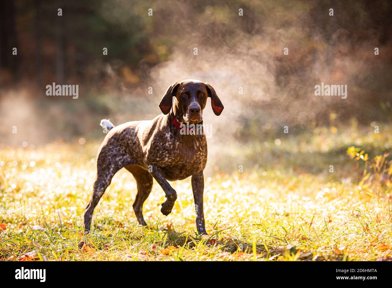 German shorthaired pointer hunting with steam rising on cold morning ...