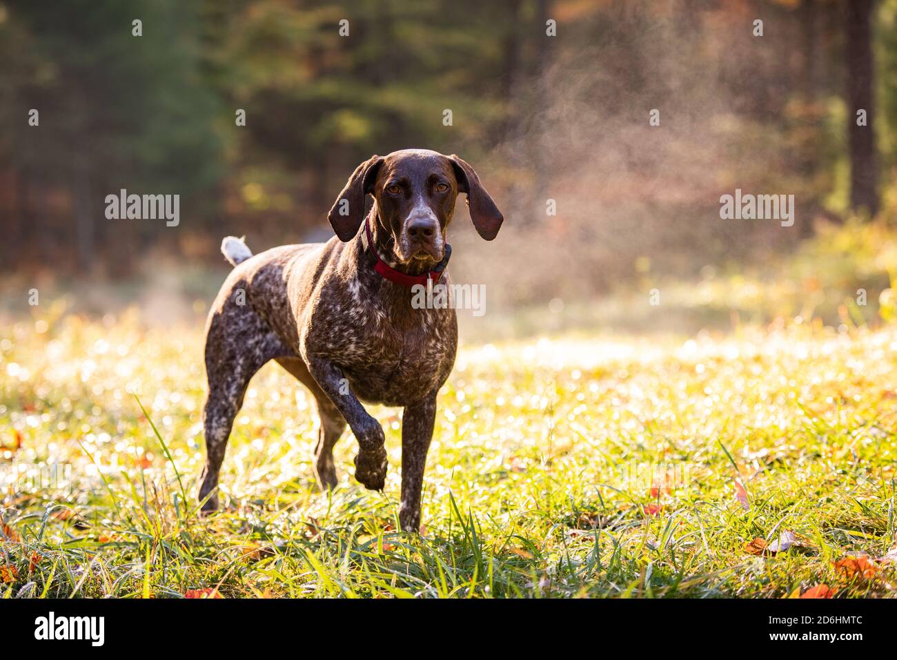 German shorthaired pointer hunting with steam rising on cold morning ...