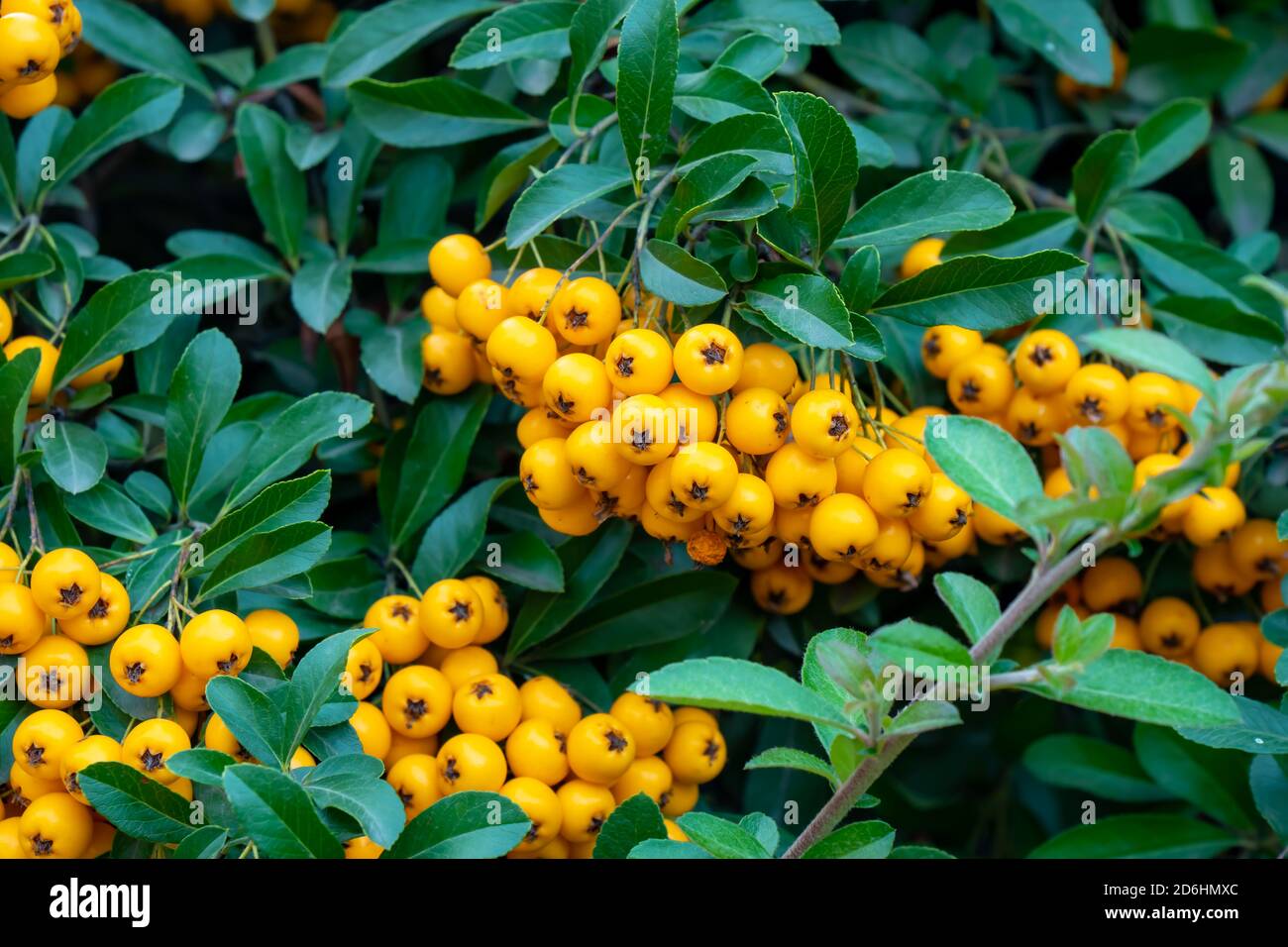 Pyracantha green leaves yellow berries hi-res stock photography and ...