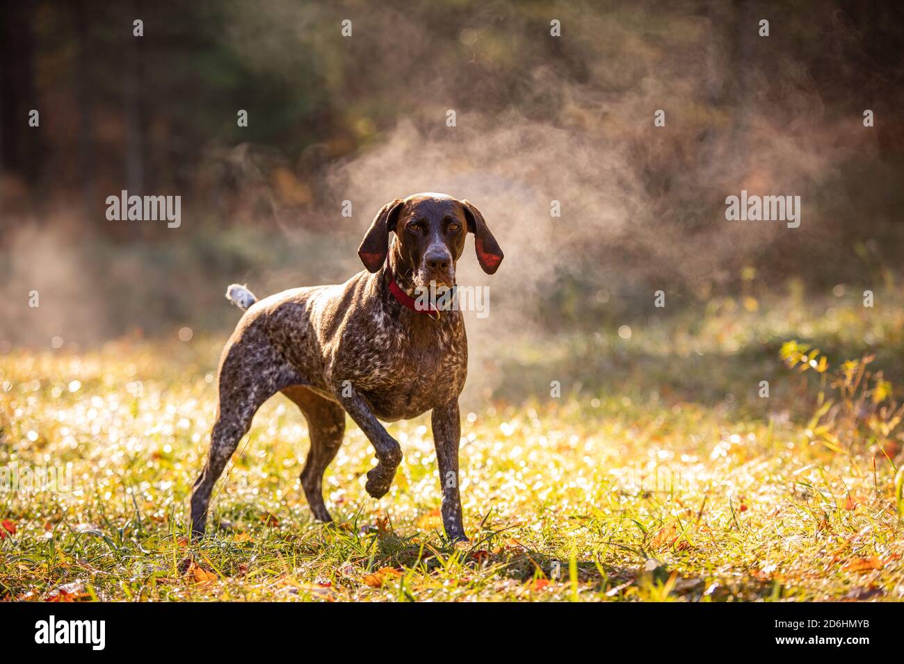 German shorthaired pointer hunting with steam rising on cold morning ...