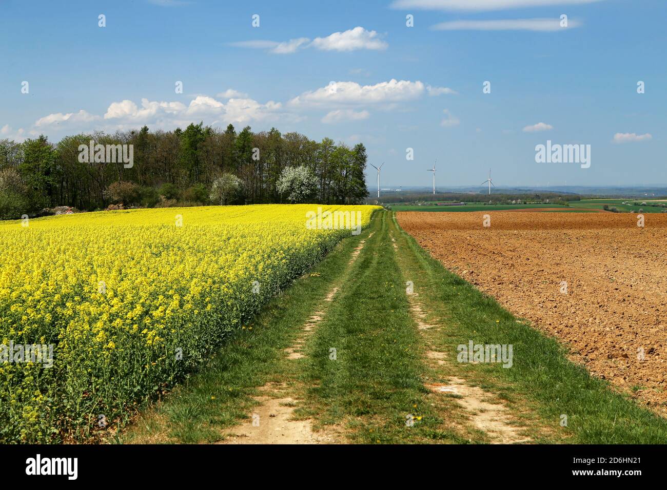 Mesmerizing shot of cultivated colorful raps field in Germany Stock ...
