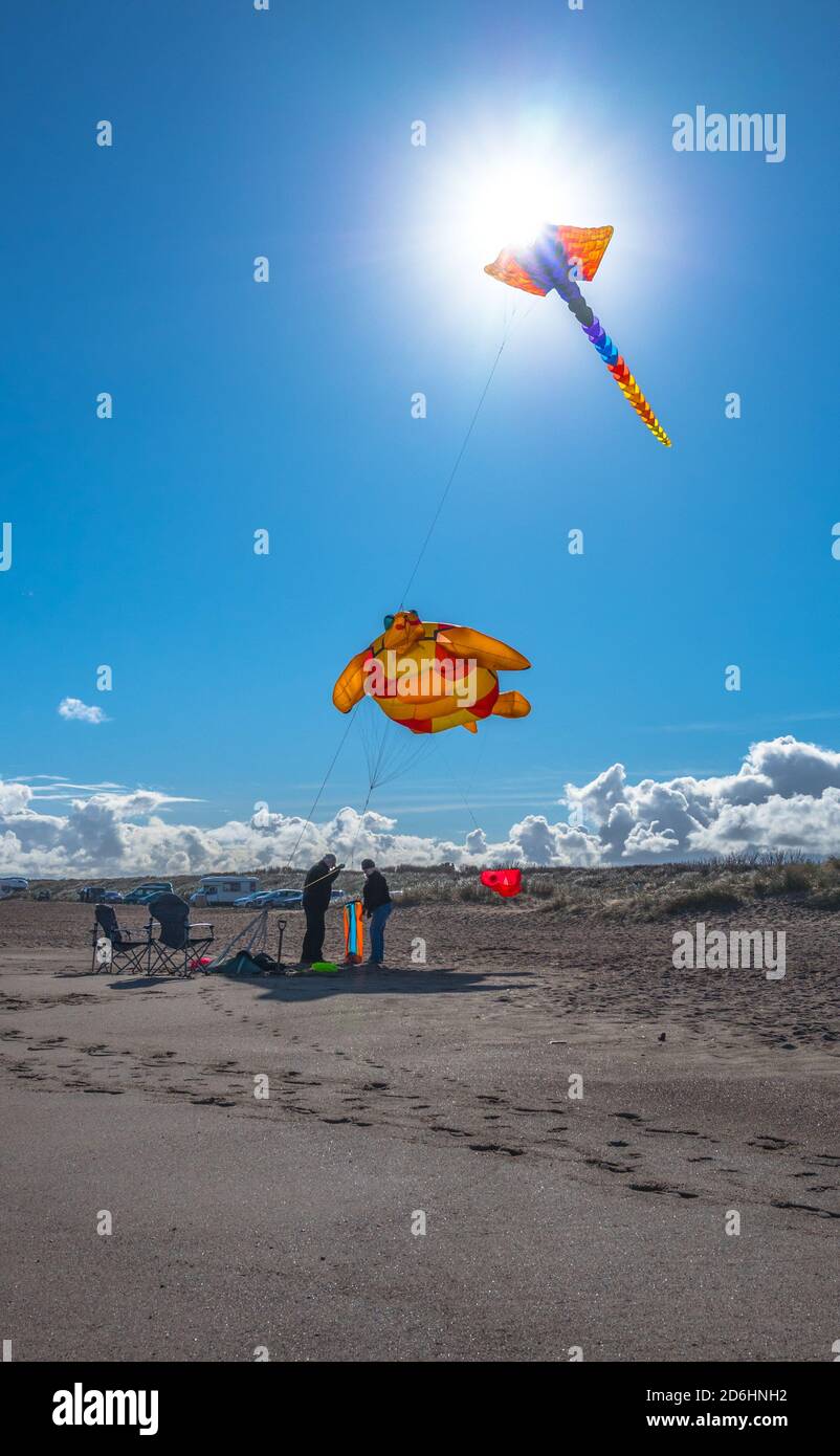 Animal Kites
