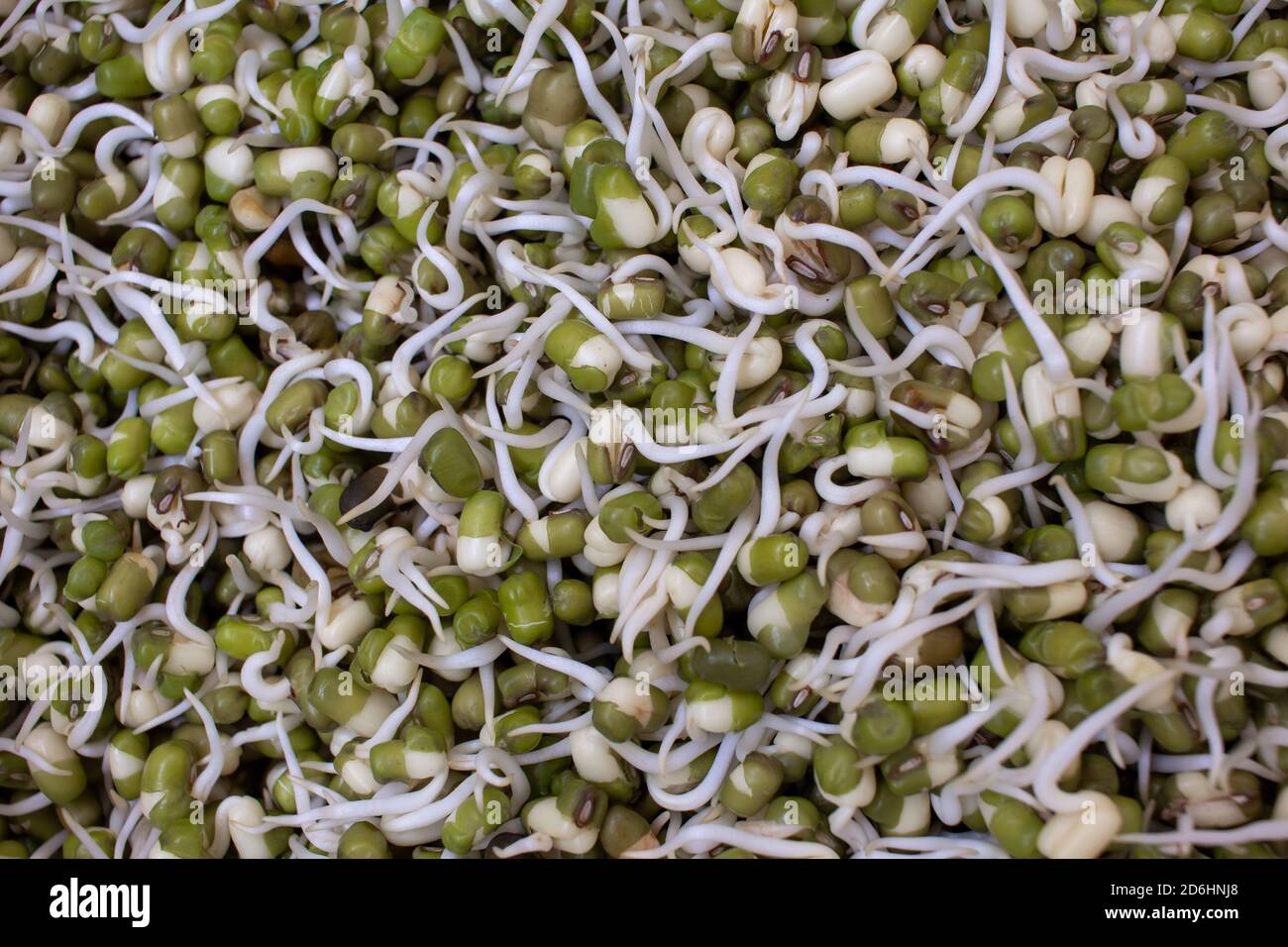 Green Gram Seed Germination