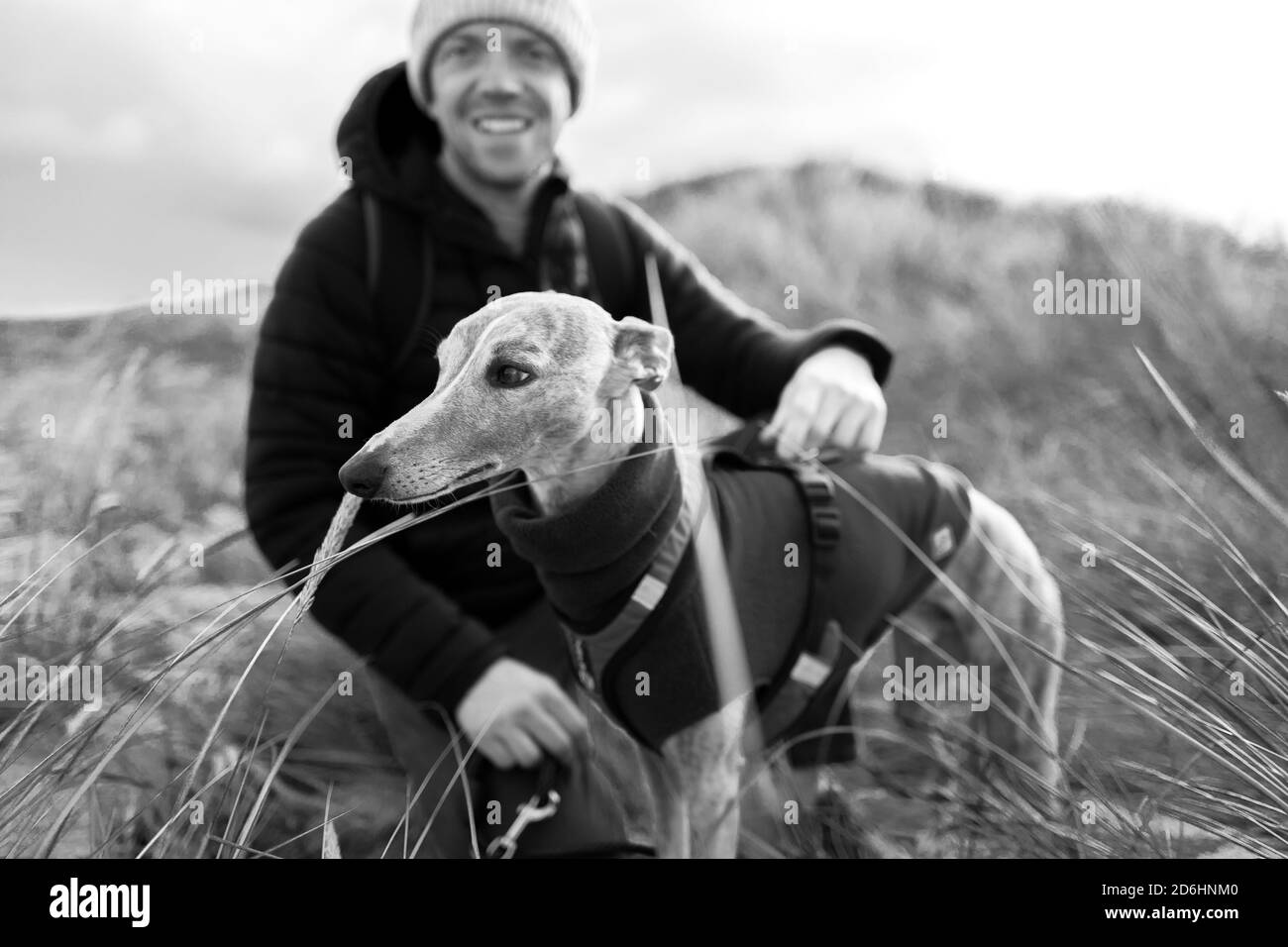 Whippet with its owner enjoying a day at the seaside playing in the ...