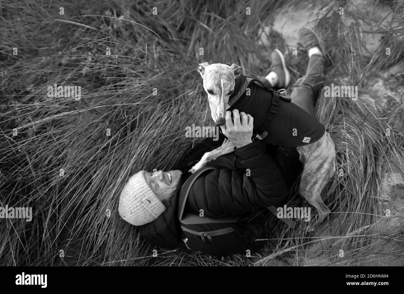 Whippet with its owner enjoying a day at the seaside playing in the ...