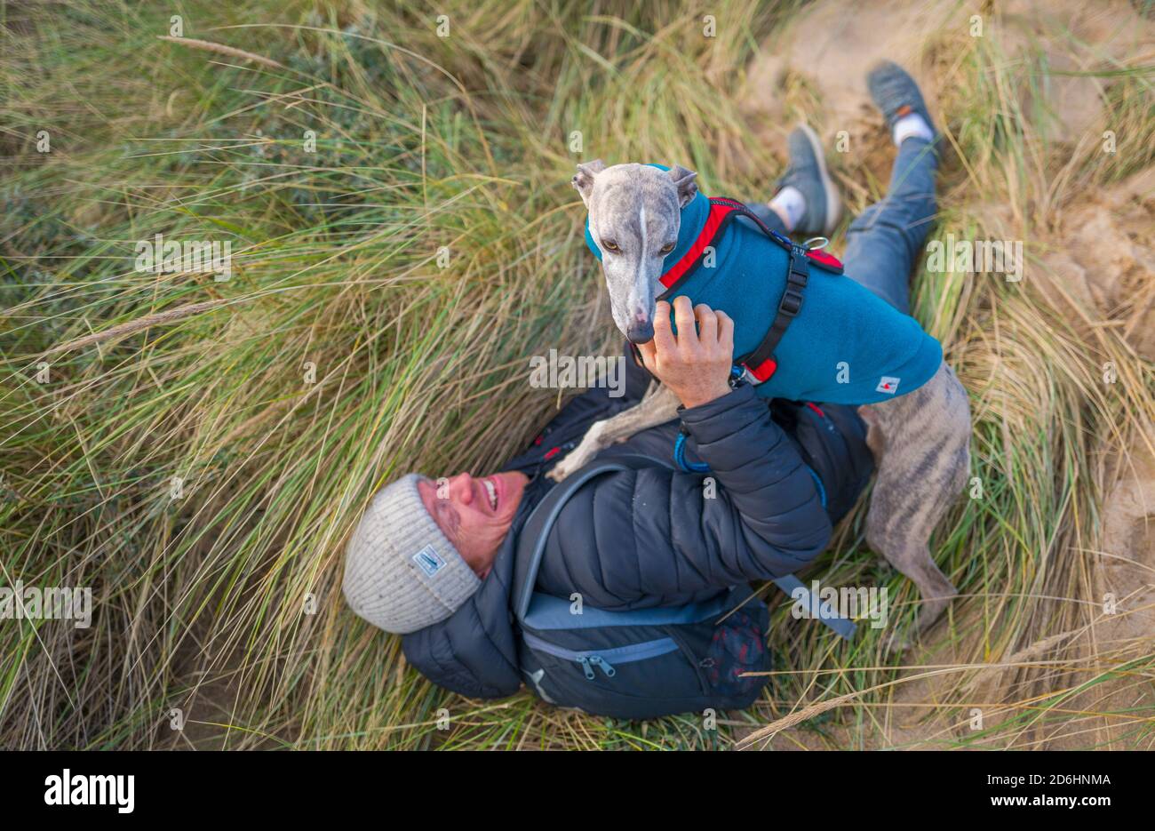 Whippet with its owner enjoying a day at the seaside playing in the ...