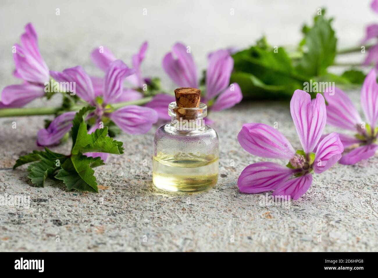 A bottle of essential oil with fresh blooming malva sylvestris plant on ...