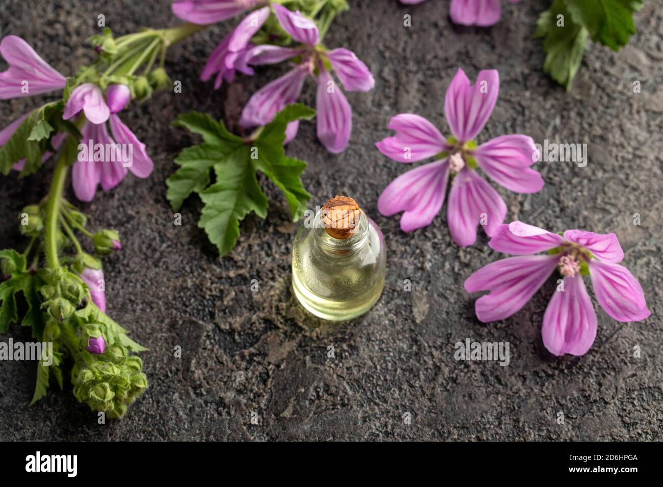 A bottle of essential ol with fresh mallow or Malva sylvestris plant ...