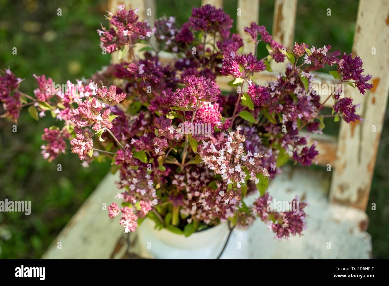 Fresh blooming oregano in a can, outdoors Stock Photo - Alamy