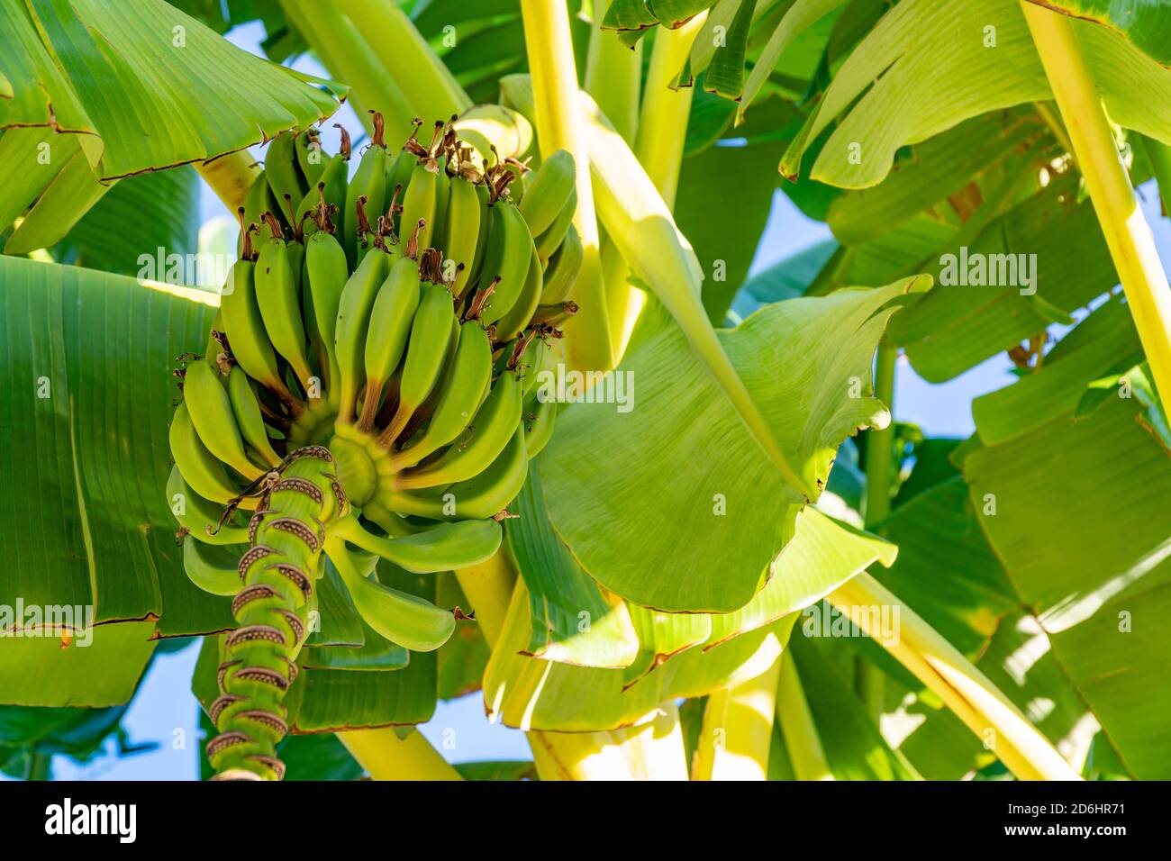 Banana tree leaves stem fruits hi-res stock photography and images - Alamy
