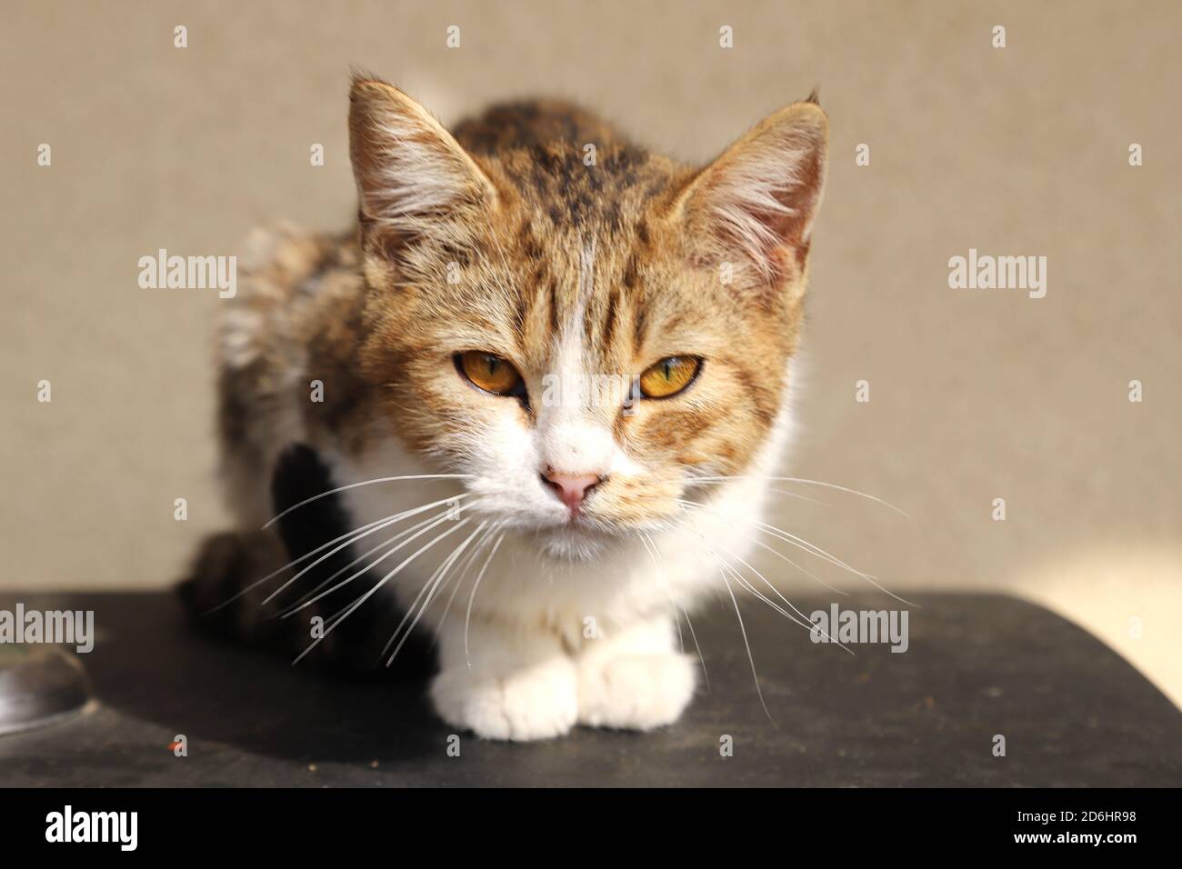 Black ground flecked hi-res stock photography and images - Alamy