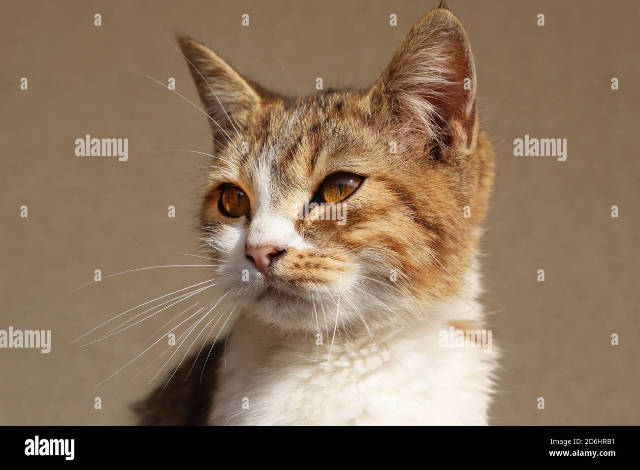 Black ground flecked hi-res stock photography and images - Alamy