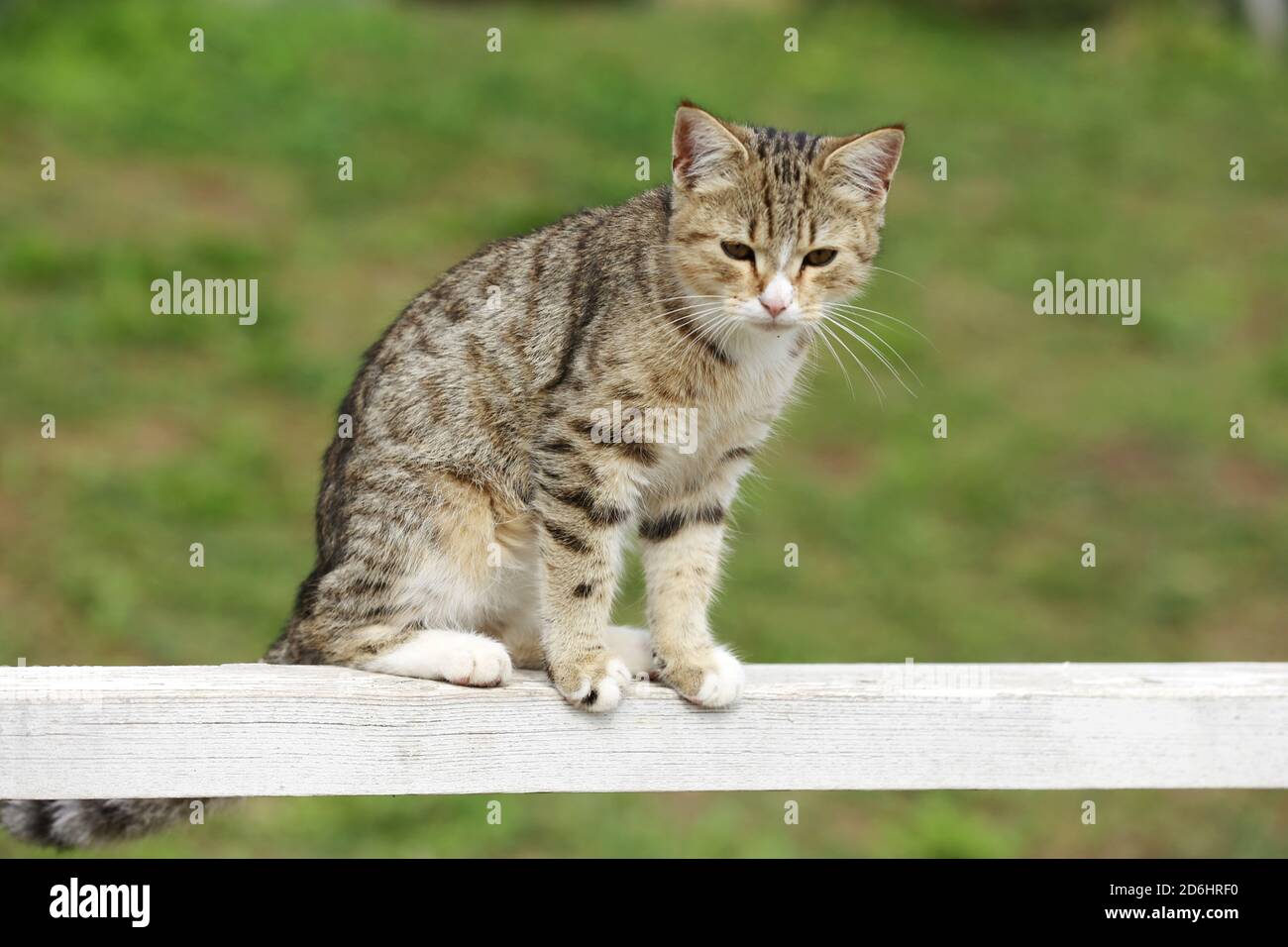 Black ground flecked hi-res stock photography and images - Alamy