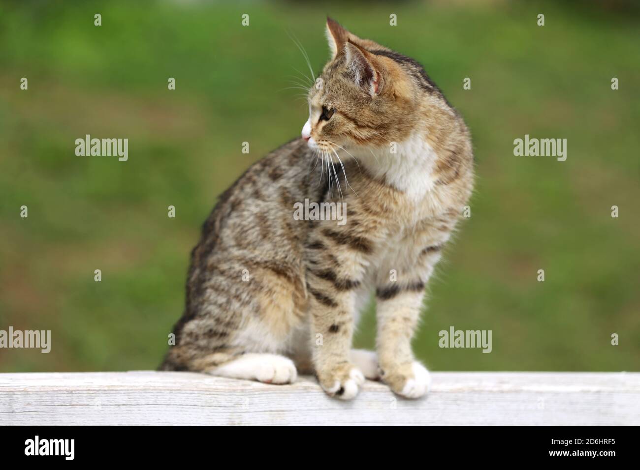Black ground flecked hi-res stock photography and images - Alamy
