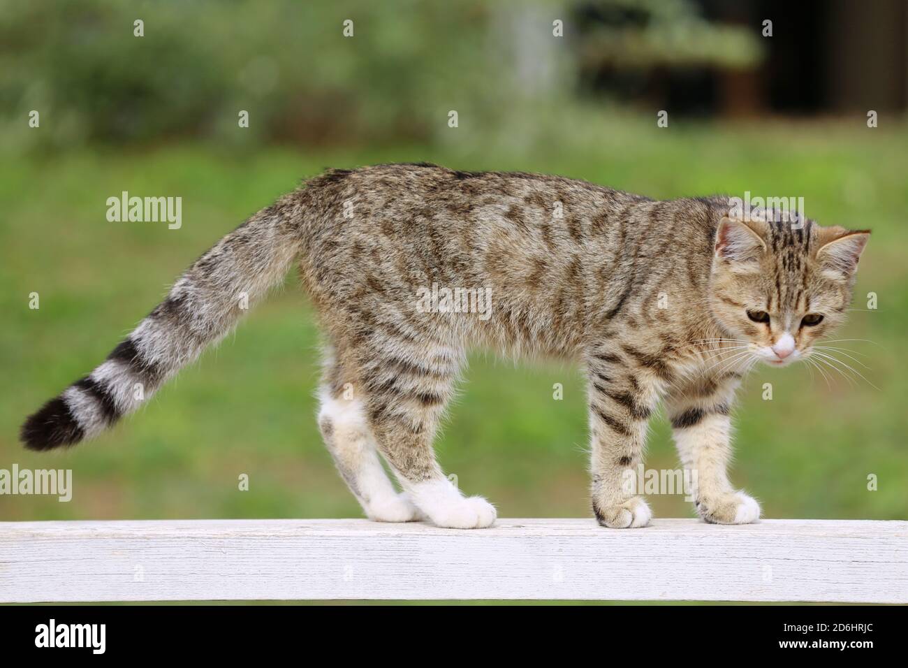 Black ground flecked hi-res stock photography and images - Alamy