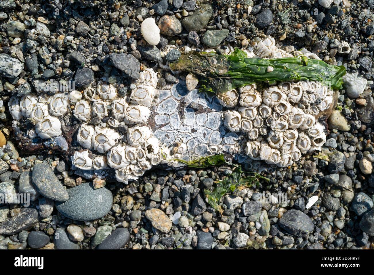 A shell with barnacles on a beach at Spencer Spit State Park on Lopez ...