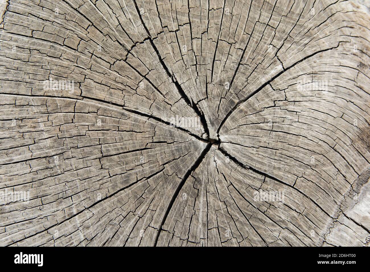 Stump of tree, cross section of a tree trunk Stock Photo - Alamy