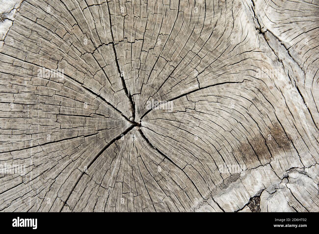 Stump of tree, cross section of a tree trunk Stock Photo - Alamy