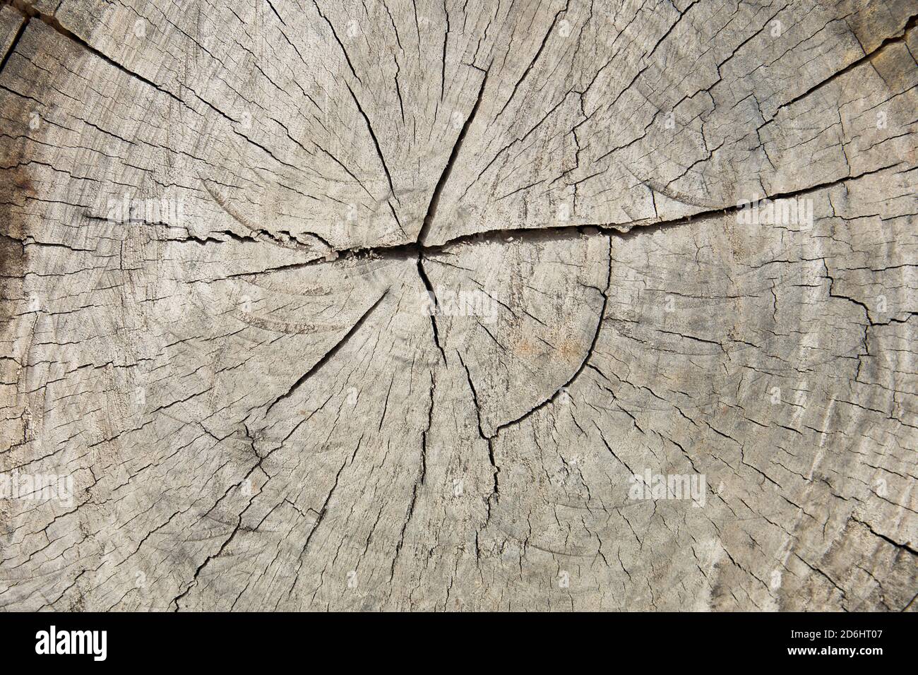 Stump of tree, cross section of a tree trunk Stock Photo - Alamy