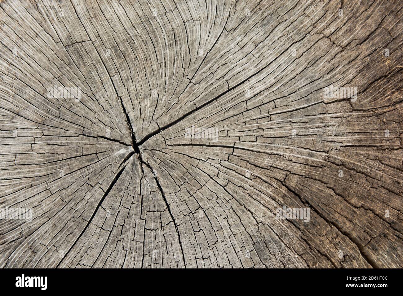 Stump of tree, cross section of a tree trunk Stock Photo - Alamy