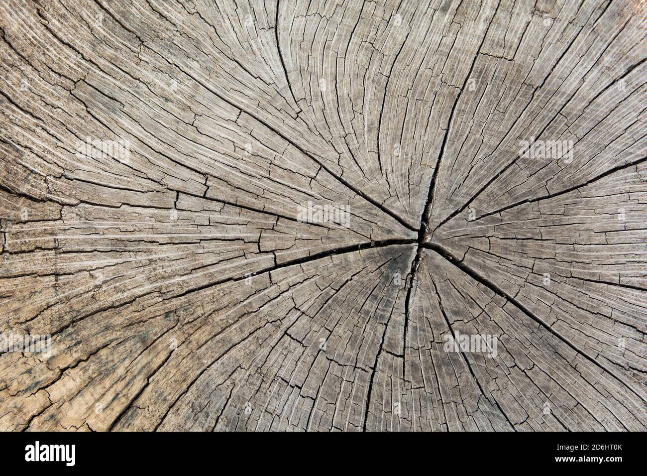 Stump of tree, cross section of a tree trunk Stock Photo - Alamy