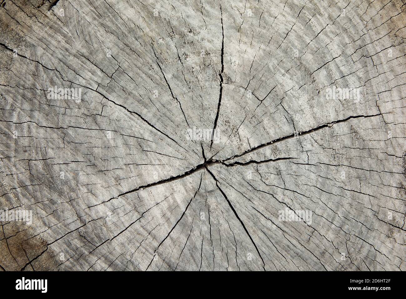 Stump of tree, cross section of a tree trunk Stock Photo - Alamy