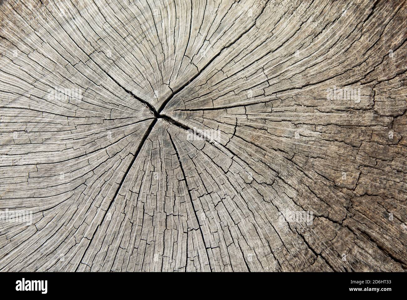 Stump of tree, cross section of a tree trunk Stock Photo - Alamy