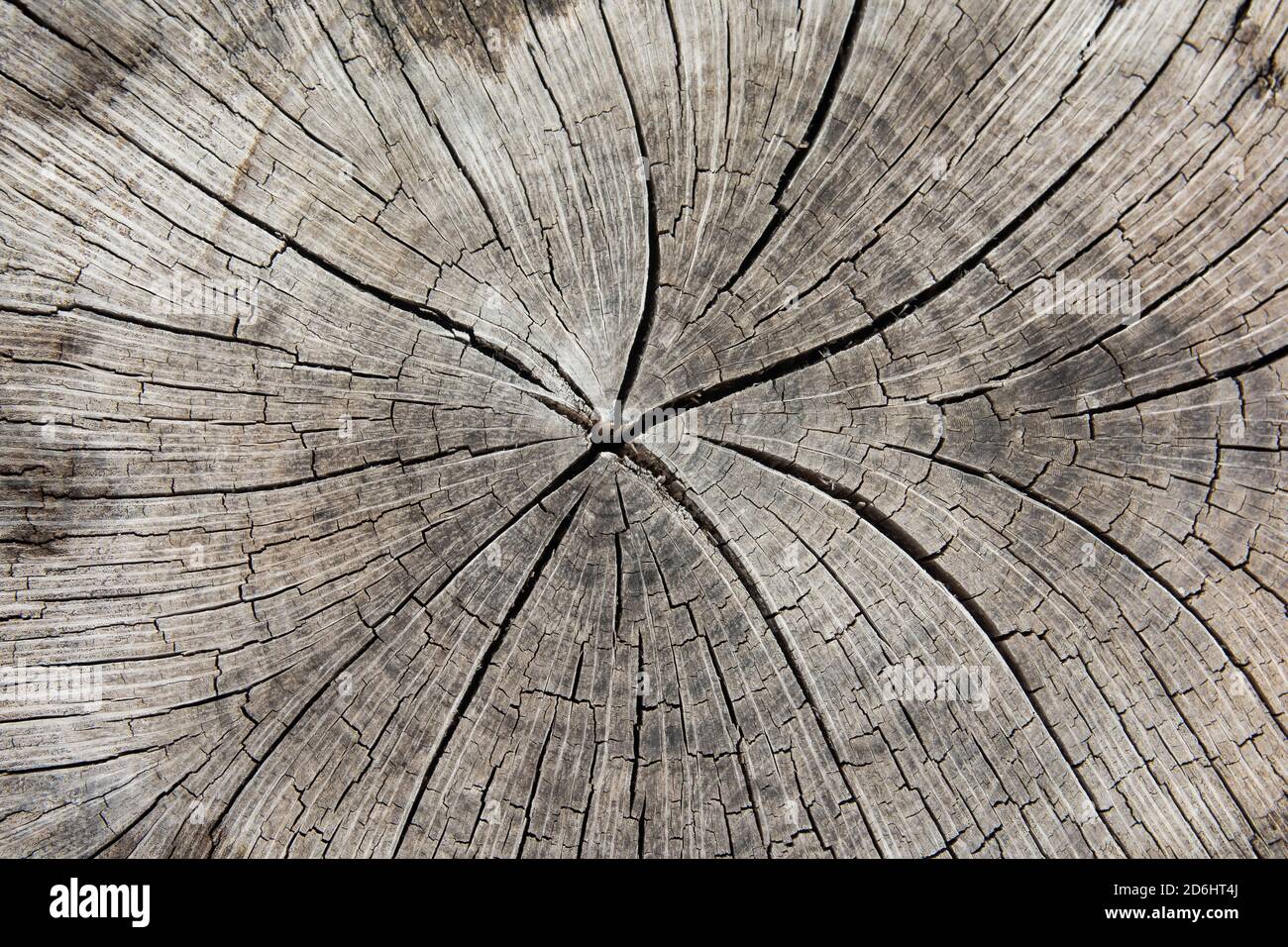 Stump of tree, cross section of a tree trunk Stock Photo - Alamy