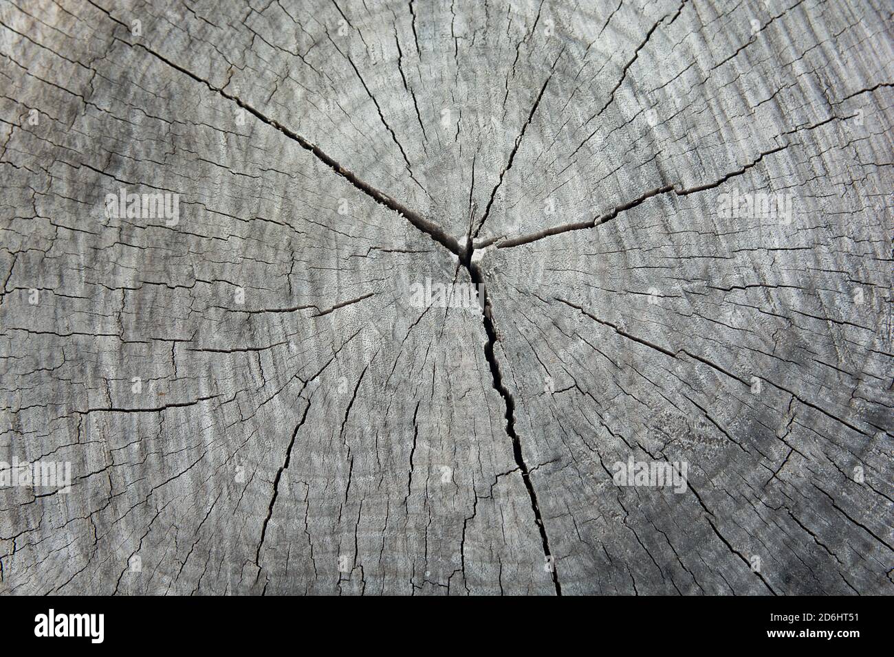 Stump of tree, cross section of a tree trunk Stock Photo - Alamy