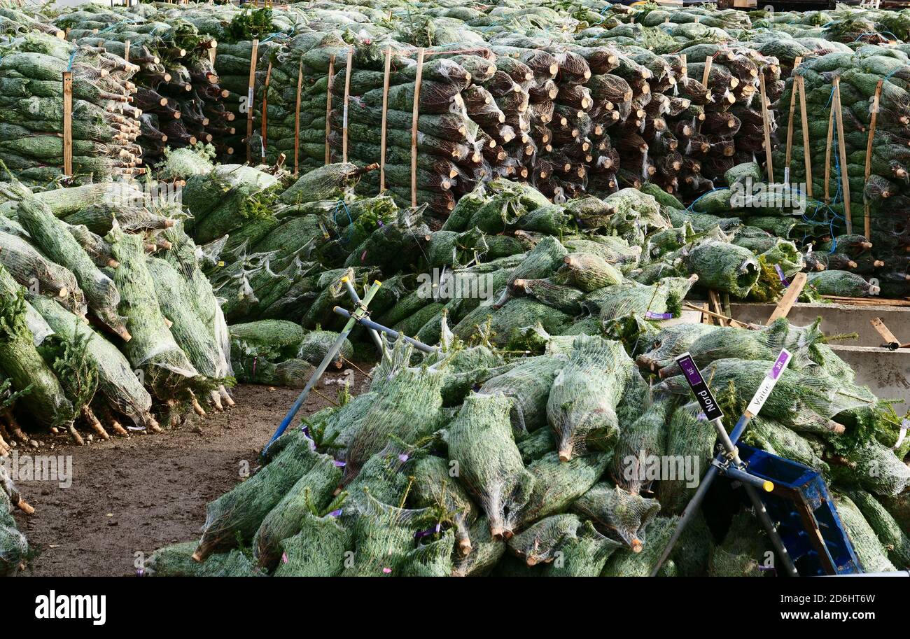 Load of christmas trees hi-res stock photography and images - Alamy