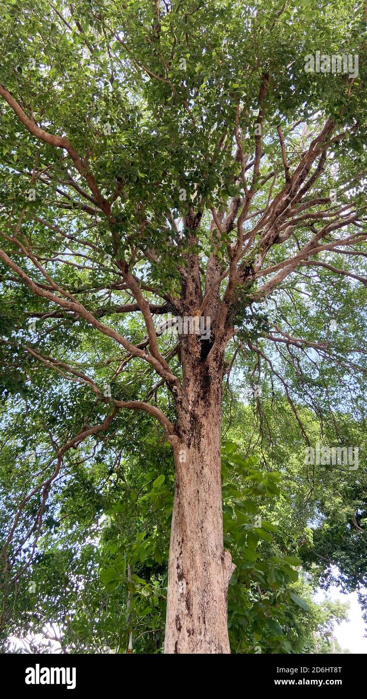 Bottom view tall lush hi-res stock photography and images - Alamy