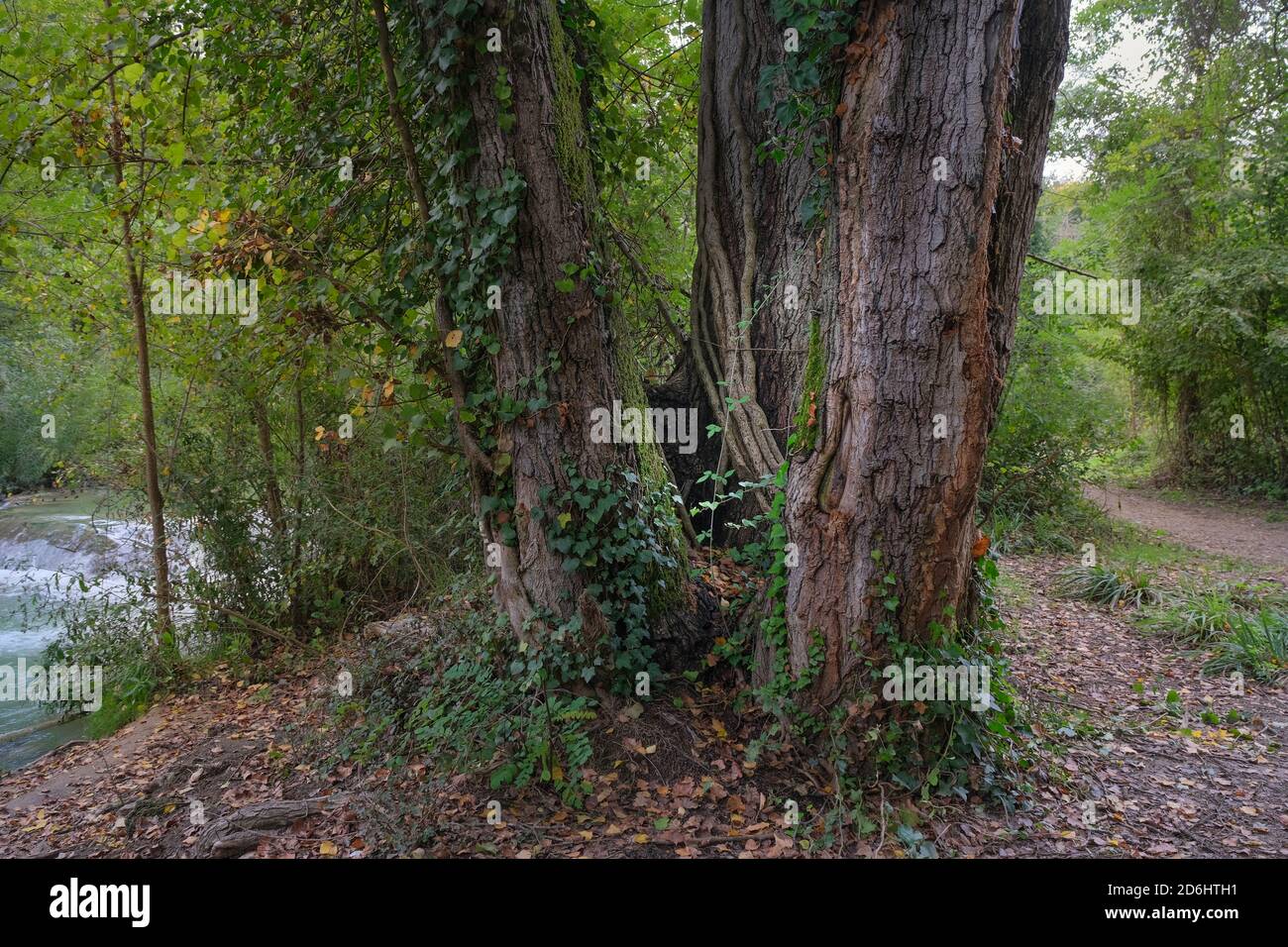 big tree with many trunks inside a wood Stock Photo - Alamy