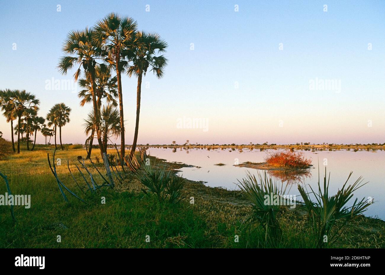 Palm Trees, Owamboland, Namibia, Africa Stock Photo - Alamy