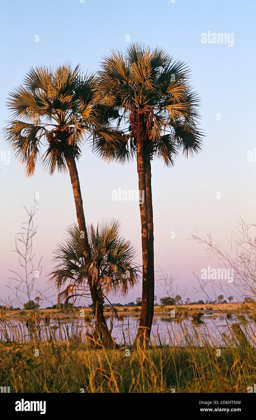 Oshana namibia hi-res stock photography and images - Alamy