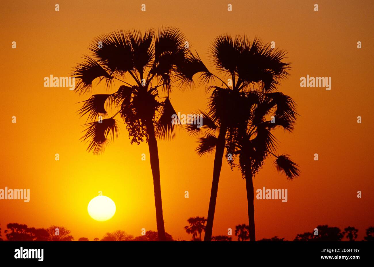 Oshana namibia hi-res stock photography and images - Alamy