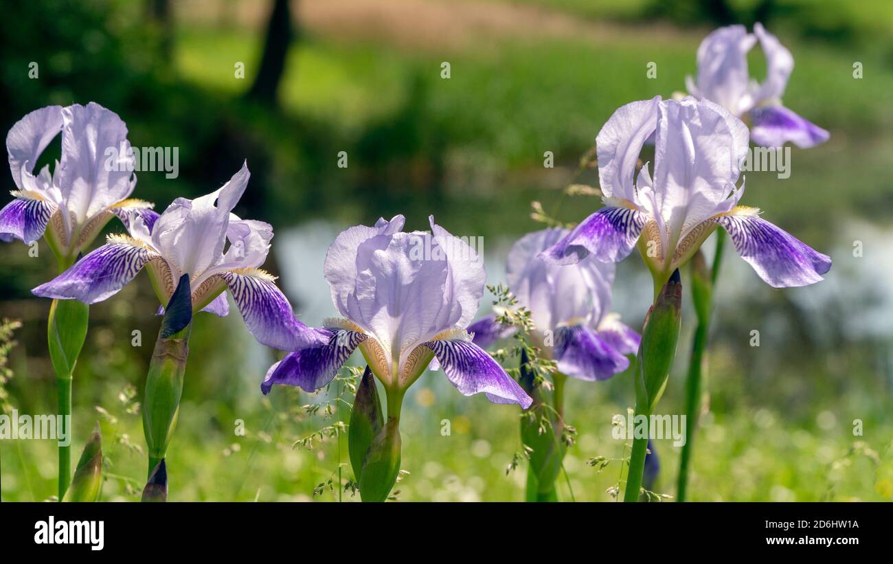purple flowers irises close up in the garden Stock Photo - Alamy