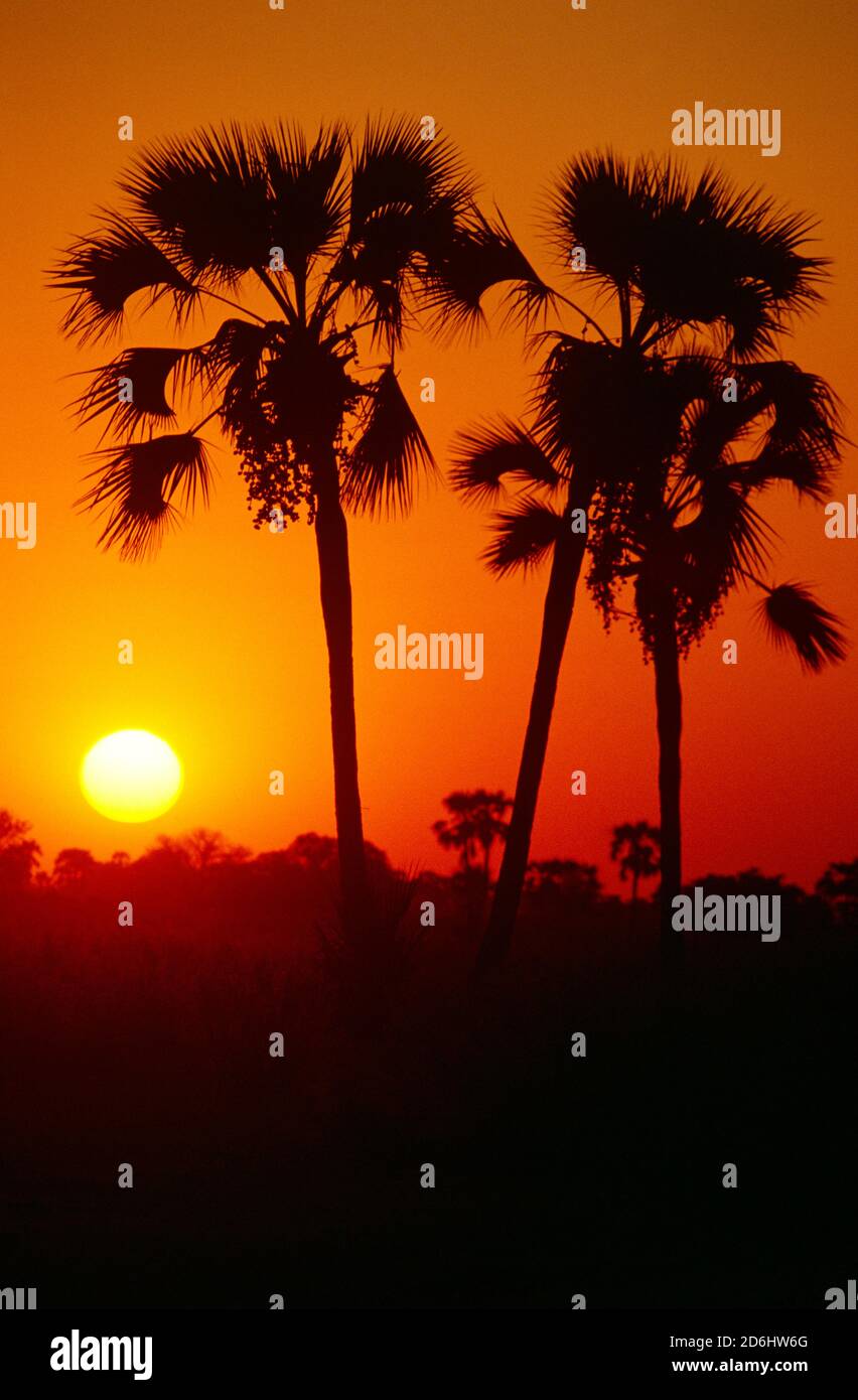 Palm Trees at Sunset, Namibia, Africa Stock Photo - Alamy