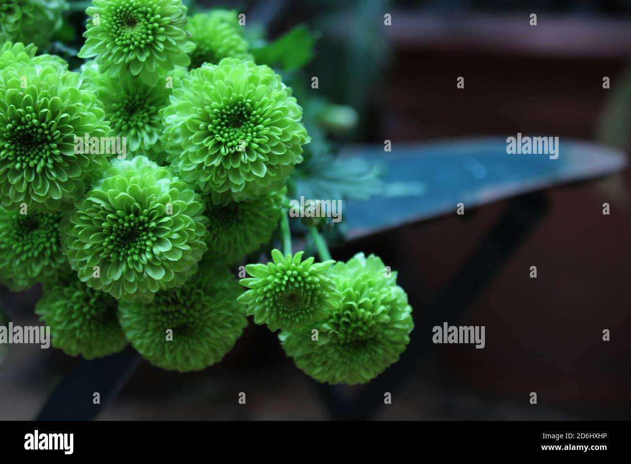Beautiful green chrysanthemum Stock Photo - Alamy