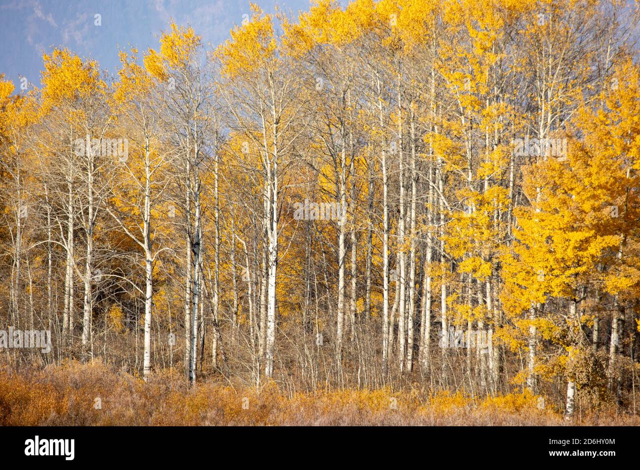 Aspen trees in falll color hi-res stock photography and images - Alamy