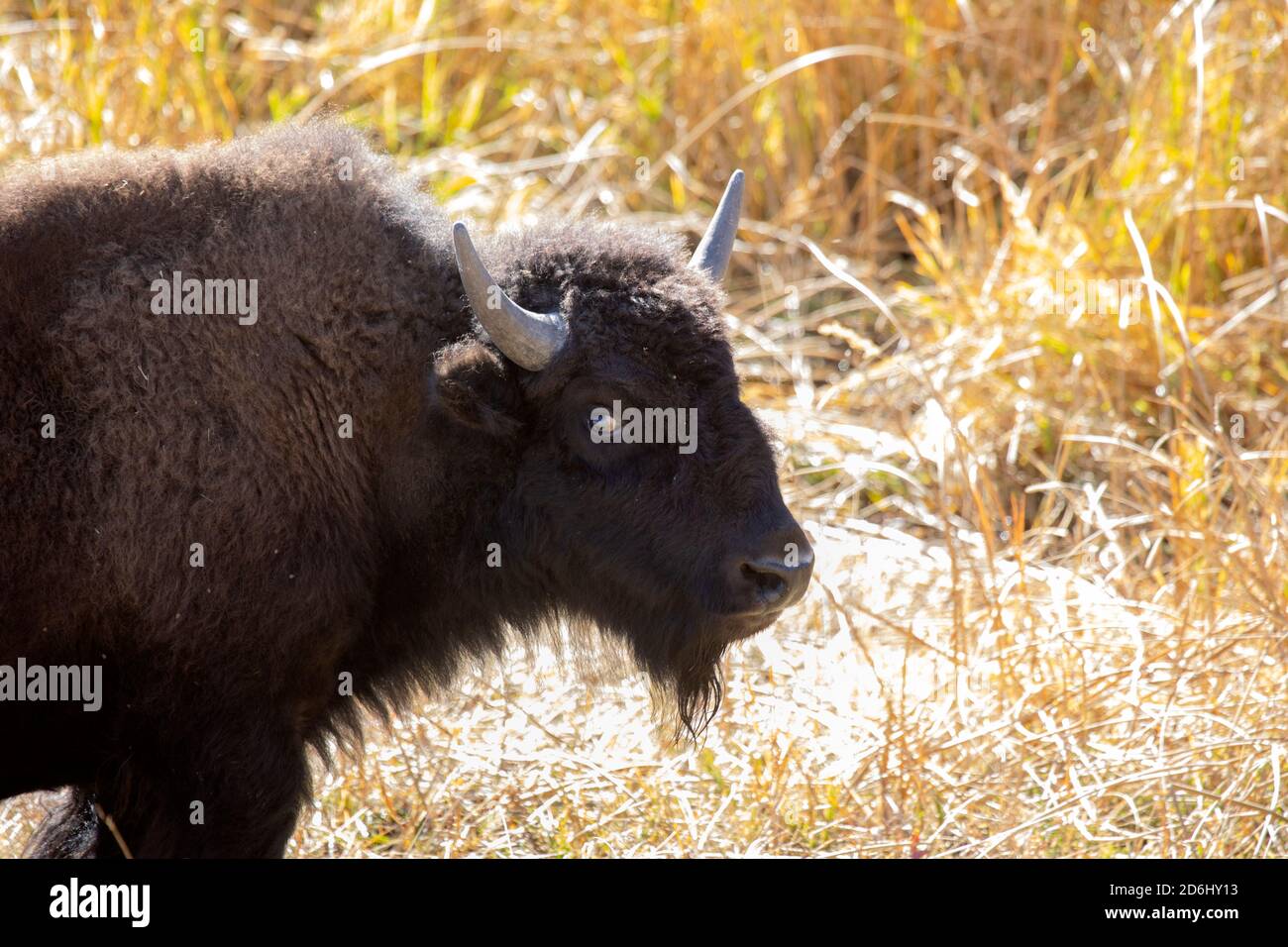 Bison Cow Portrait Stock Photo - Alamy