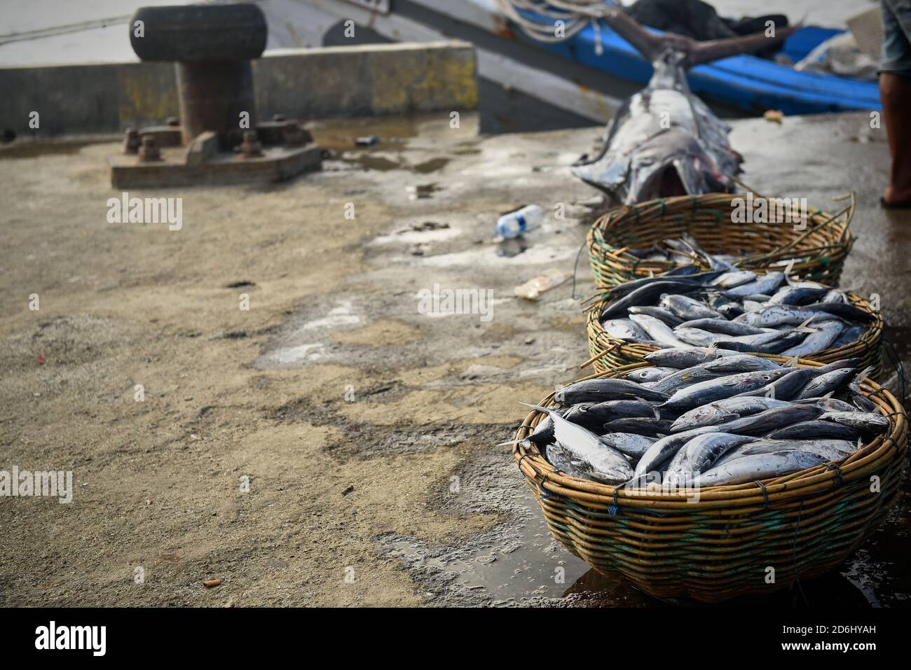 Fresh tuna in the traditional market Stock Photo - Alamy