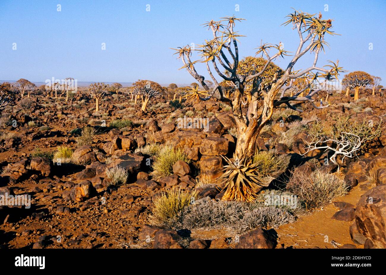 Quiver Tree or Kokerboom, Namibia Stock Photo - Alamy