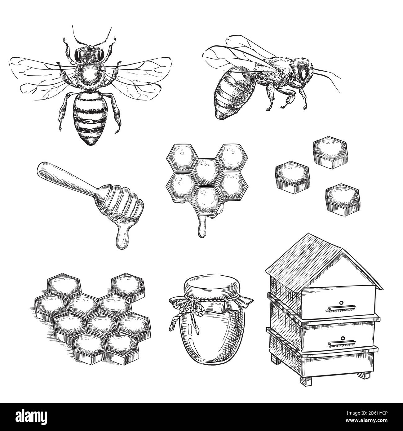 Honey and bee sketch vector illustration. Honeycombs, pot and hive hand ...