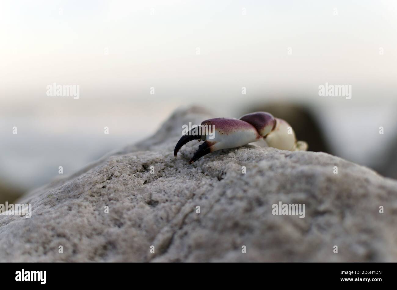 Closeup of a crab claw on a rock on the beach during daylight Stock ...