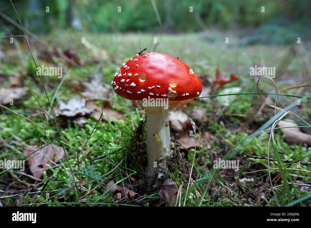 Red fungi with white spots hi-res stock photography and images - Alamy