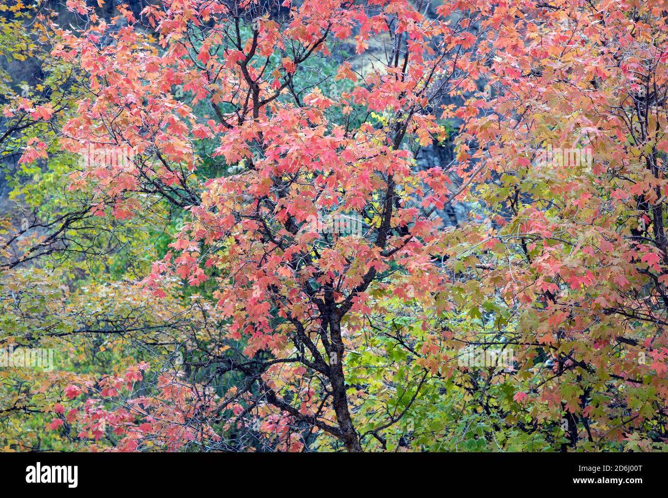 Maple Tree in Fall Color Stock Photo - Alamy