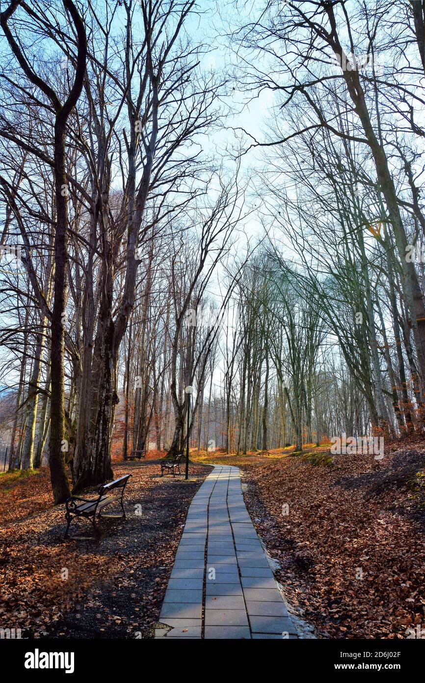 Vertical shot of a beautiful park pathway in an autumnal season Stock ...