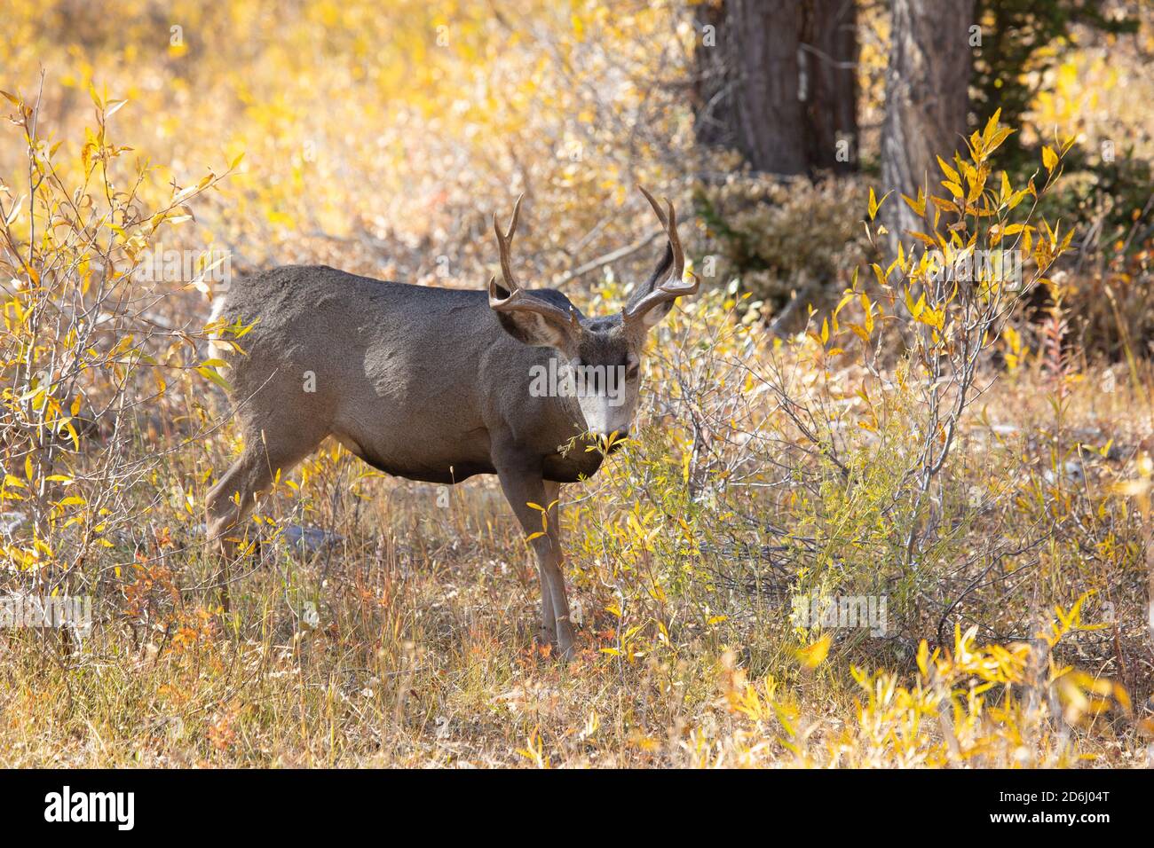 Mule Deer Buck Browsing Stock Photo - Alamy