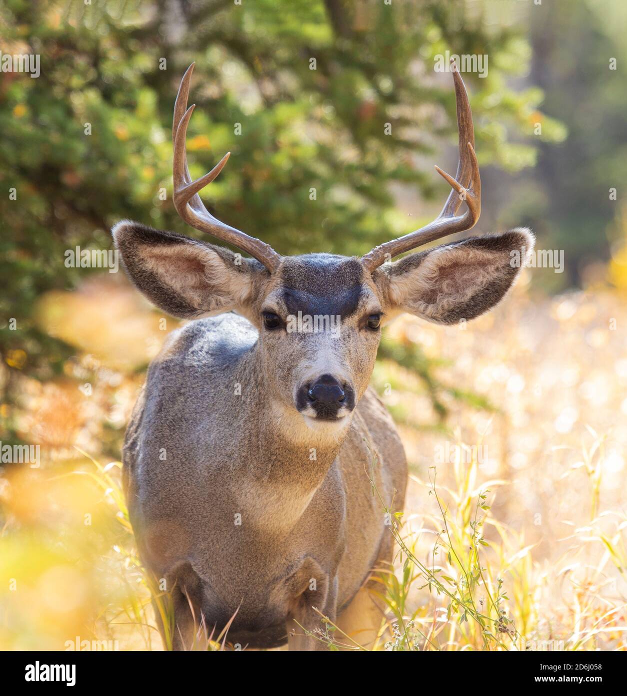 Mule Deer Buck Portrait Stock Photo - Alamy