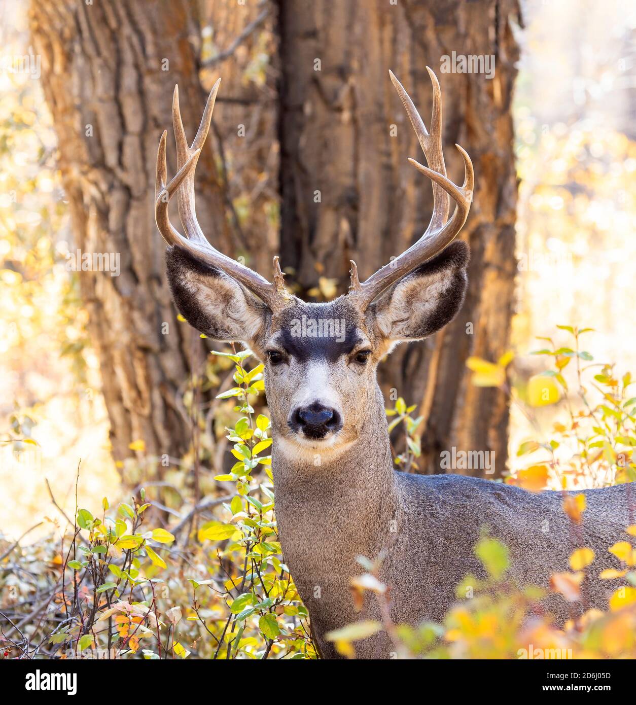 Mule Deer Buck Portrait Stock Photo - Alamy